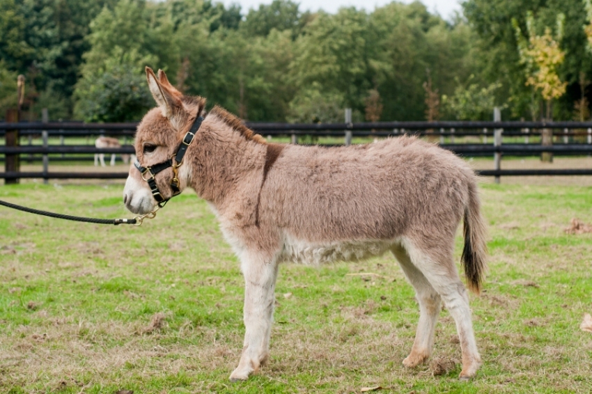 Merries - Will Power - mini ezel, mini-ezels, Mini-Paarden, Mini paard ...